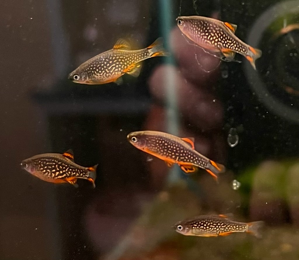 Celestial Pearl Danios With Betta