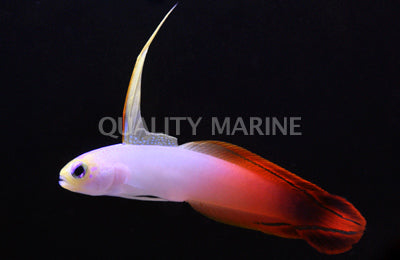 Dartfish – Reeflifeaquariums.com