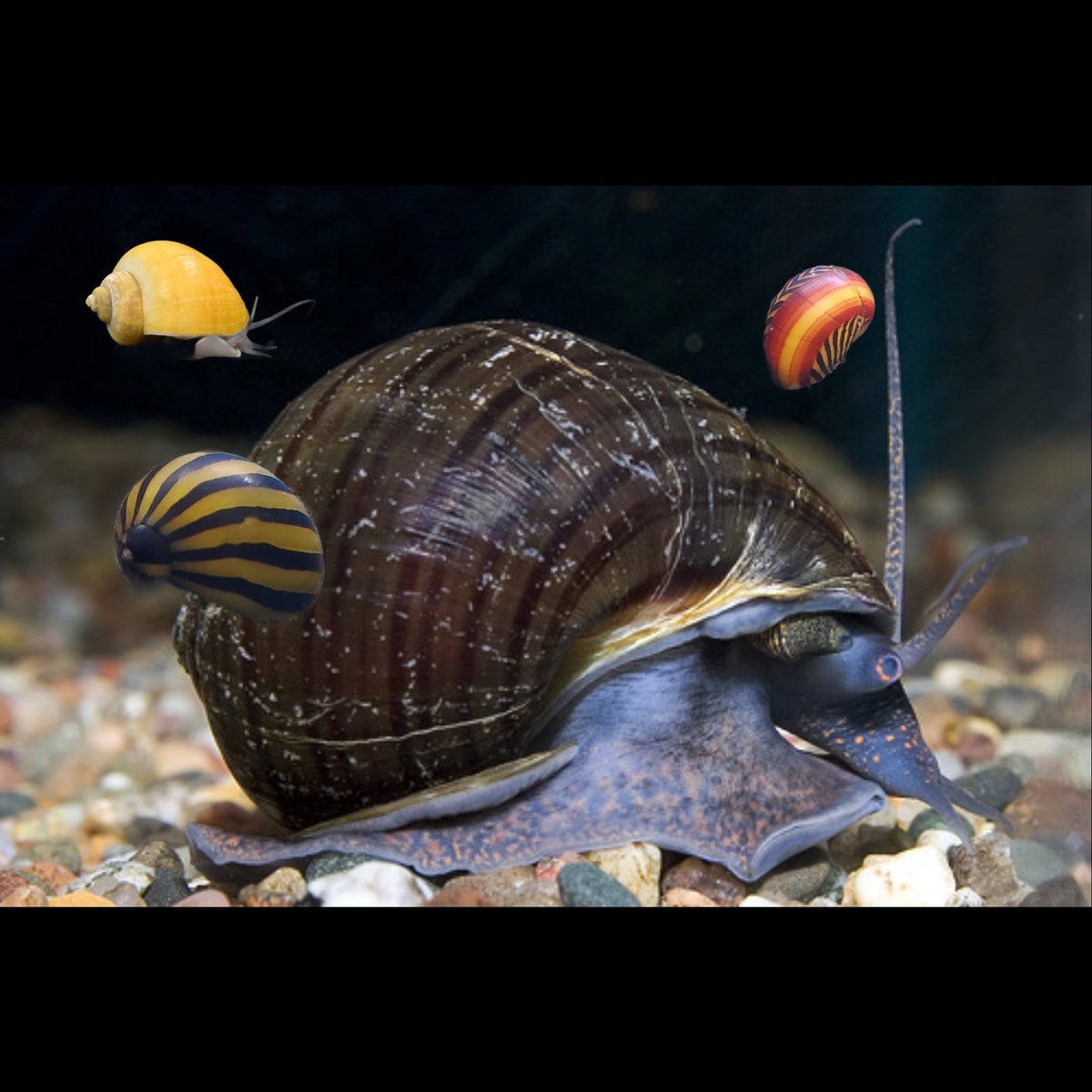 Freshwater Snails – Reeflifeaquariums.com