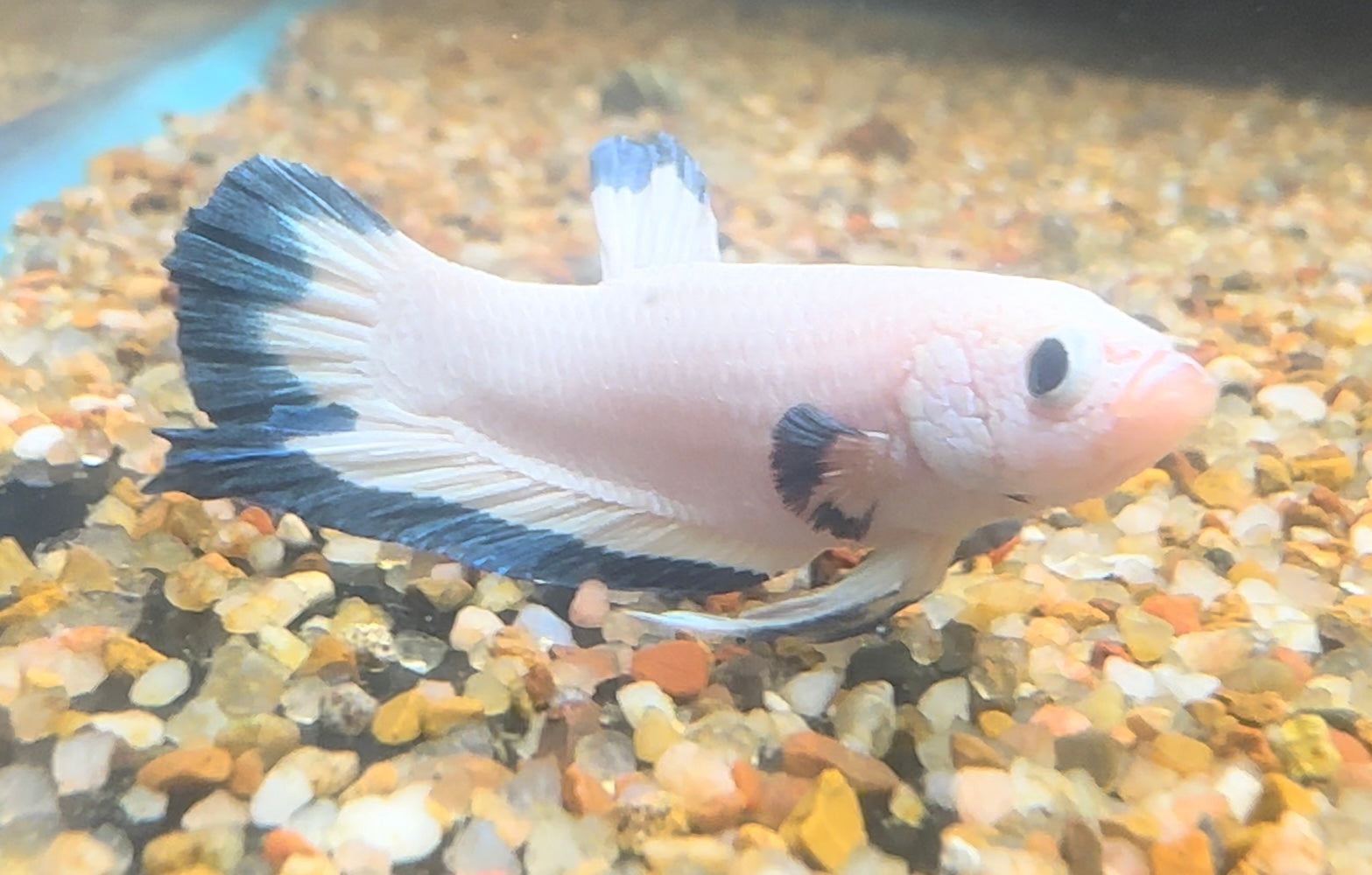 Blue Rim Plakat Male Betta – Reeflifeaquariums.com
