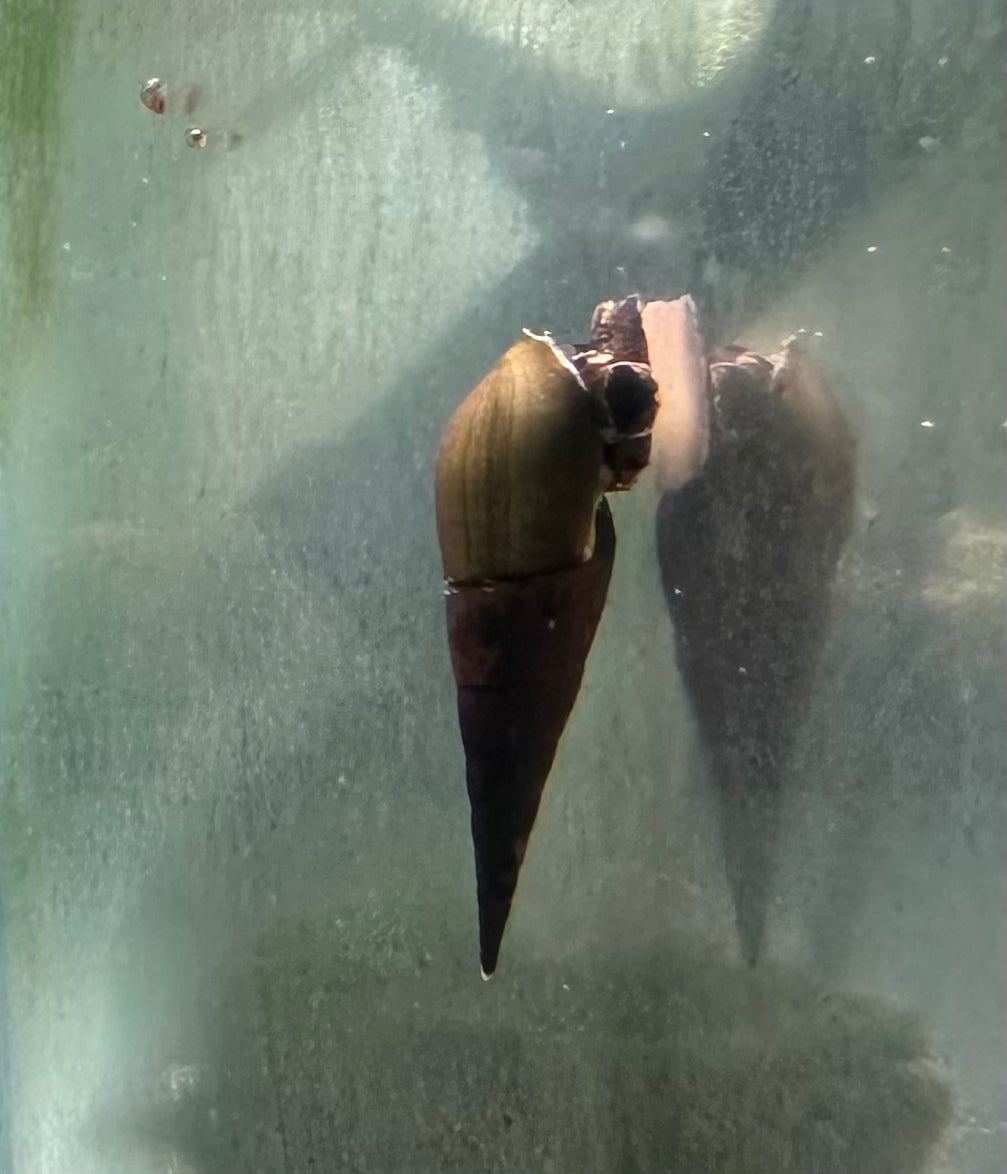 Chopstick Snail – Reeflifeaquariums.com