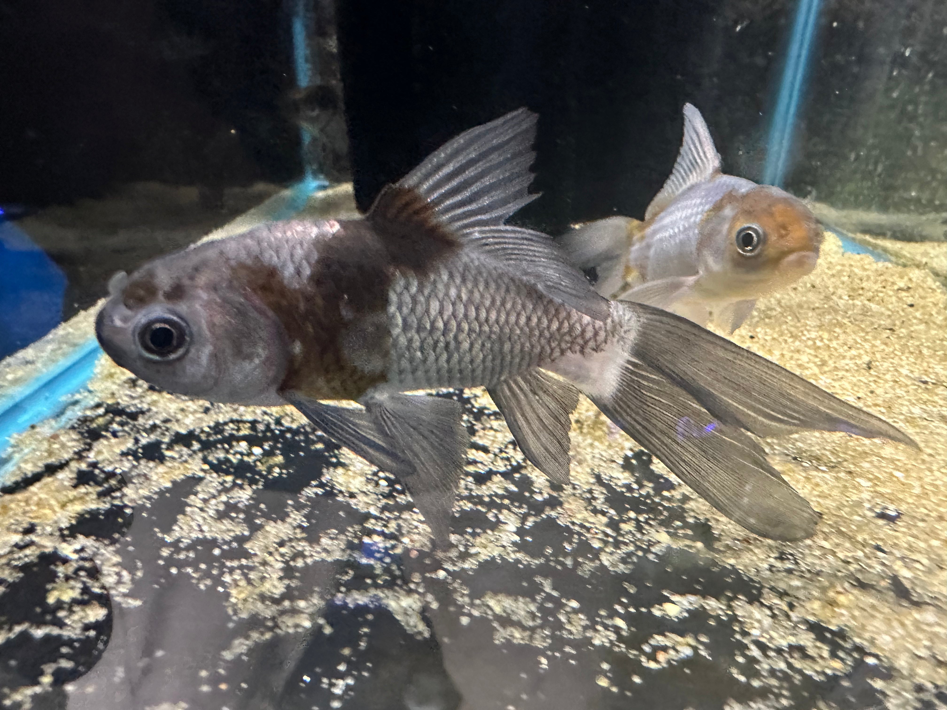 Fancy Goldfish · Reeflifeaquariums.com