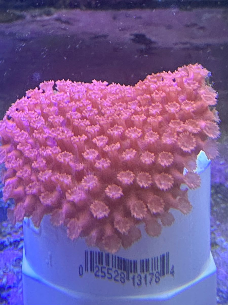 ECC pink Goniopora · Reeflifeaquariums.com