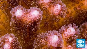 ORA Pink Damicornis · Reeflifeaquariums.com
