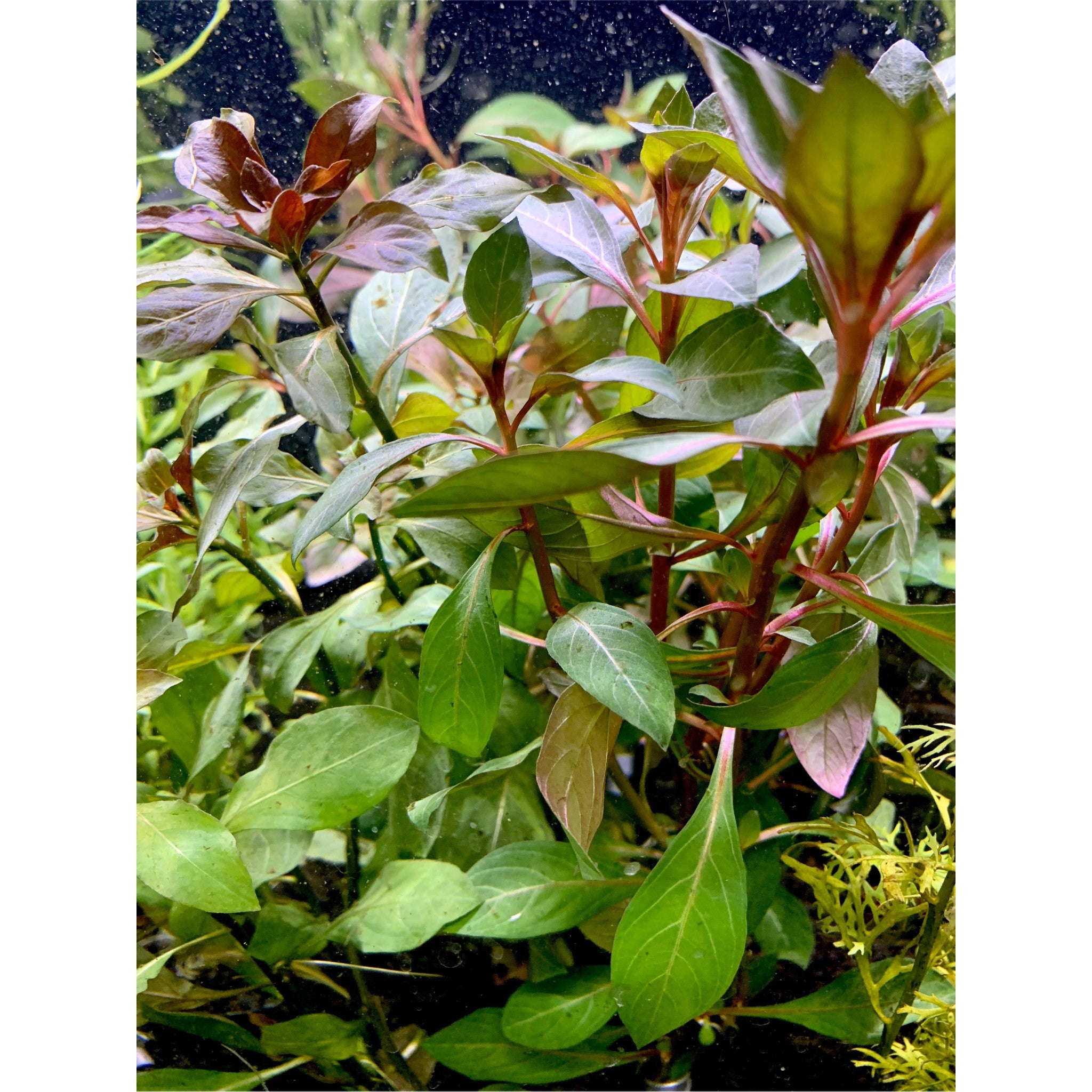 Red Ludwigia Plant Bunched · Reeflifeaquariums.com