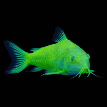 Freshwater Fish – Reeflifeaquariums.com
