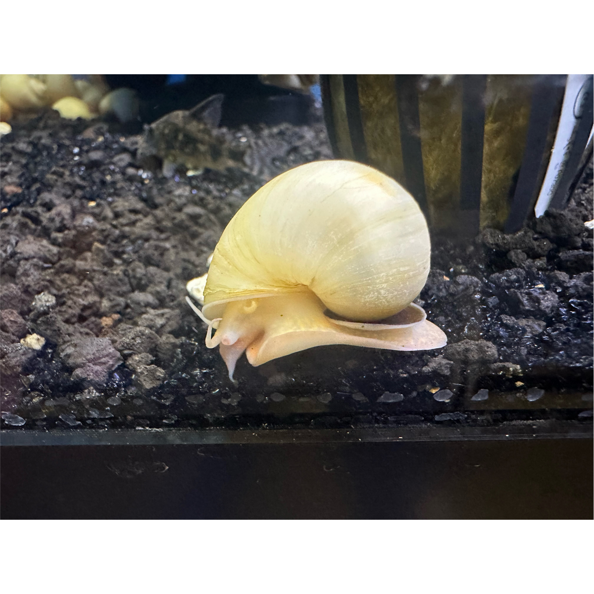 Ivory Mystery Snail – Reeflifeaquariums.com