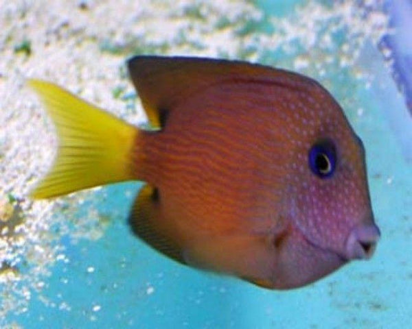 Tangs · Reeflifeaquariums.com