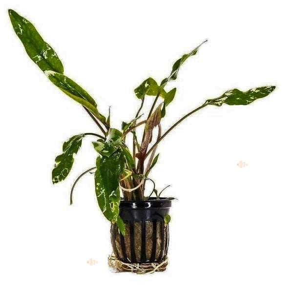 cryptocoryne lutea