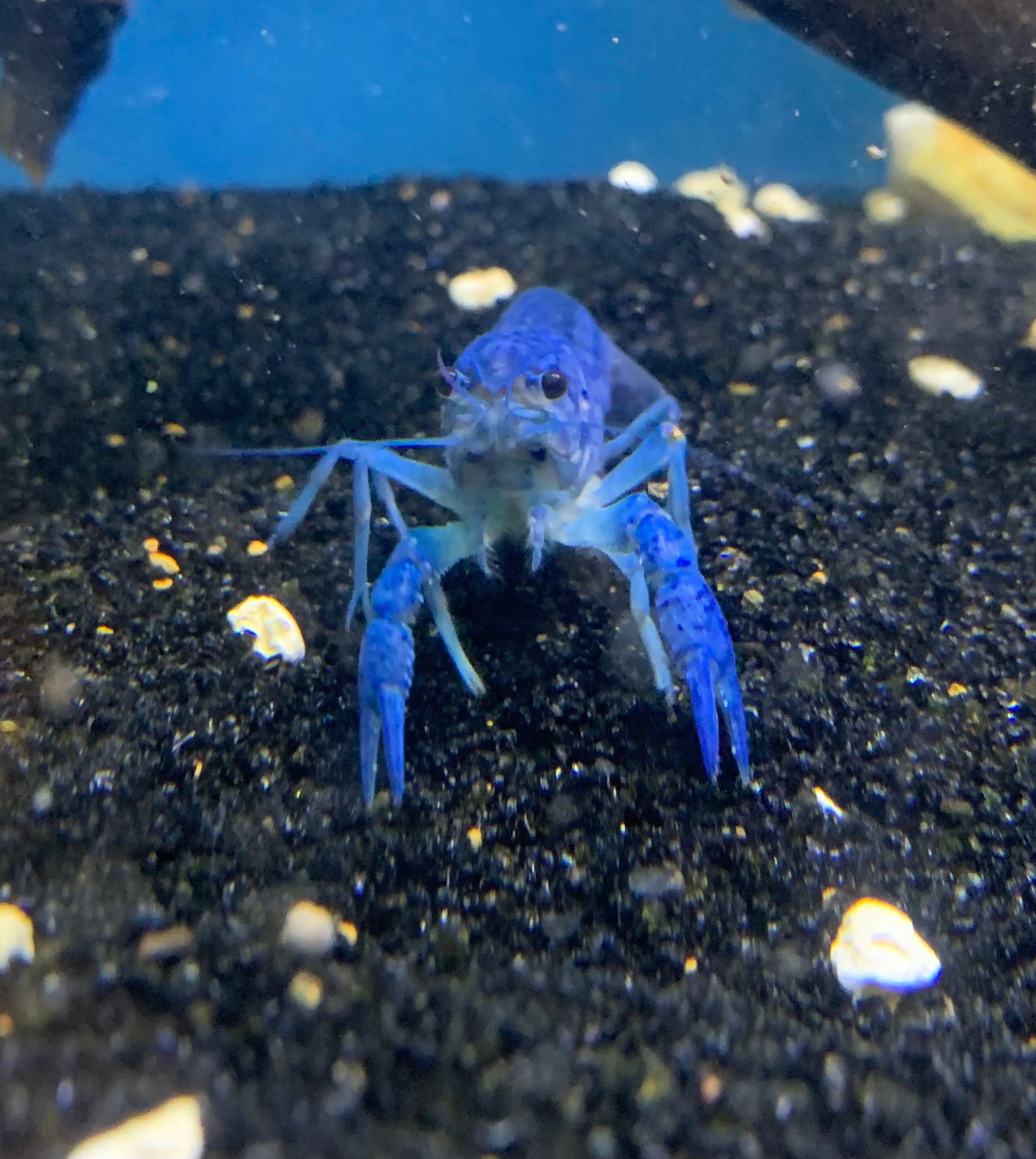 Blue Crayfish Aquarium Electric Blue Crayfish – Modern Aquatic