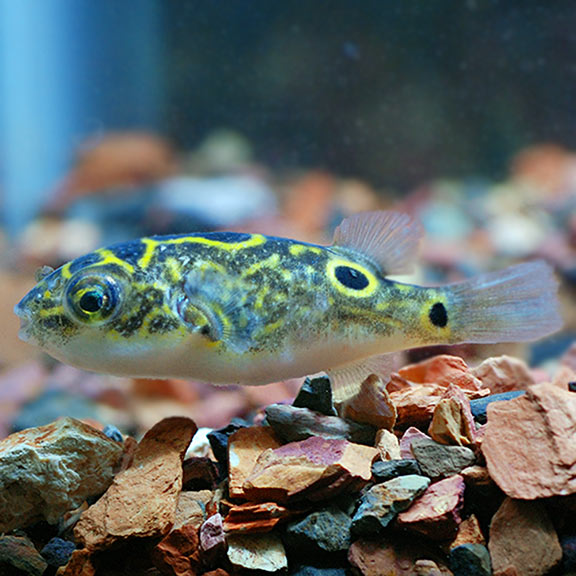 Figure 8 Puffer (Special Order) – Reeflifeaquariums.com