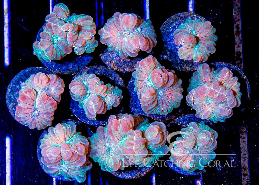 ECC Fox Coral Frag – Reeflifeaquariums.com