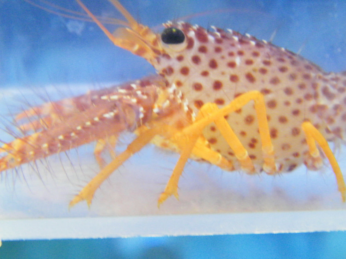 Purple Spiny Lobster