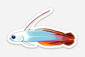 Firefish Goby Sticker 3" · Reeflifeaquariums.com