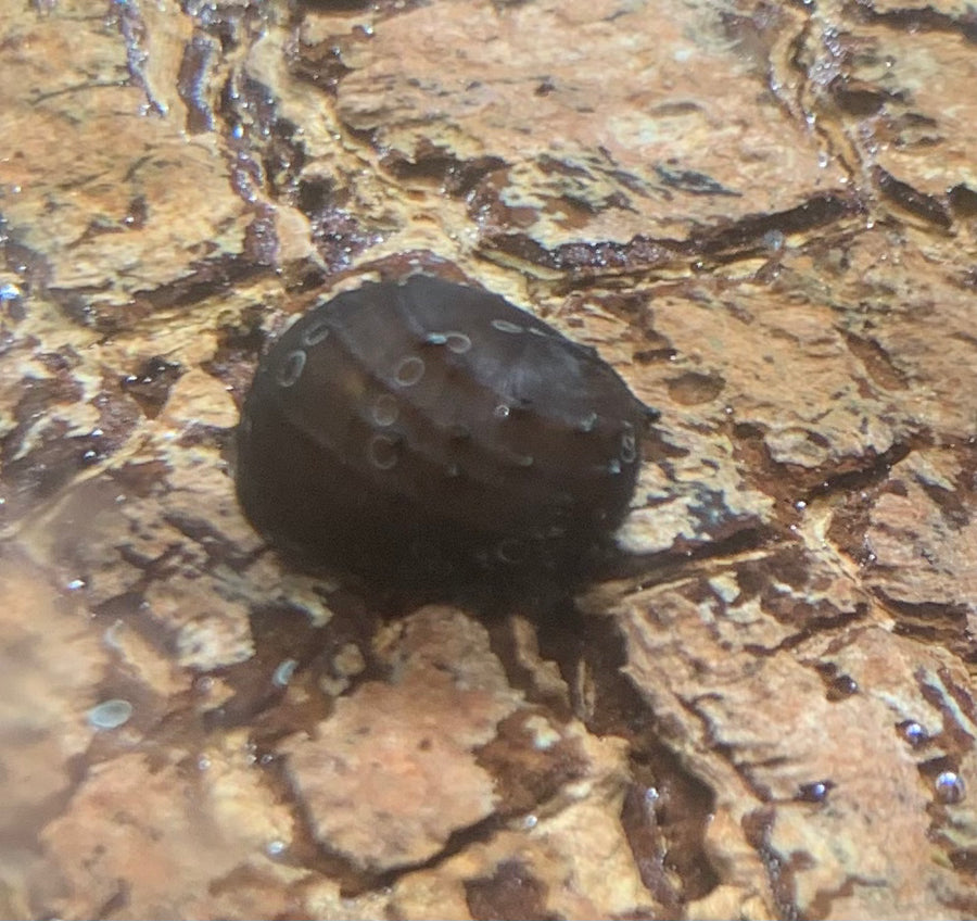 Freshwater Snails · Reeflifeaquariums.com
