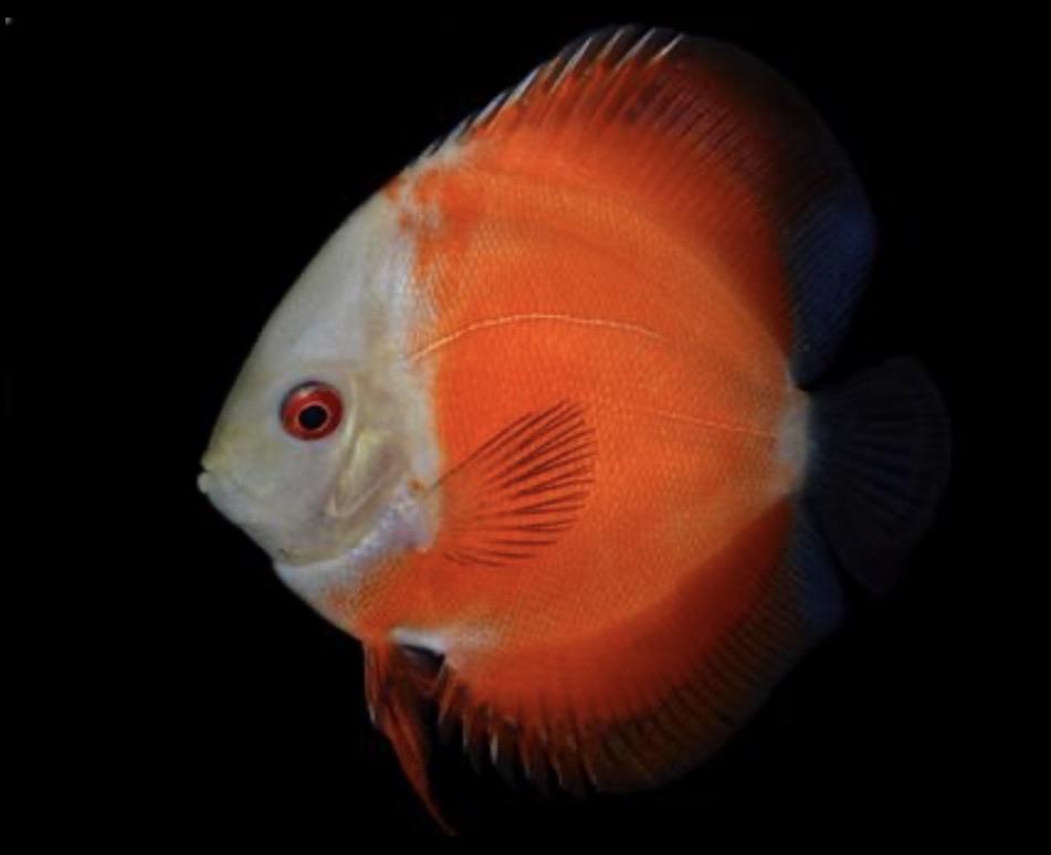 Discus · Reeflifeaquariums.com