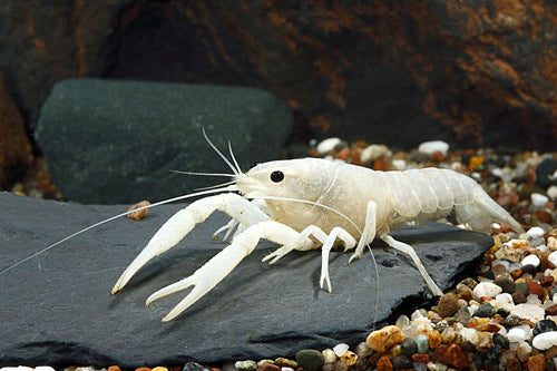 Vanilla Crawfish – Reeflifeaquariums.com
