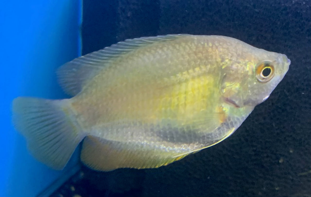Dwarf Gourami Female