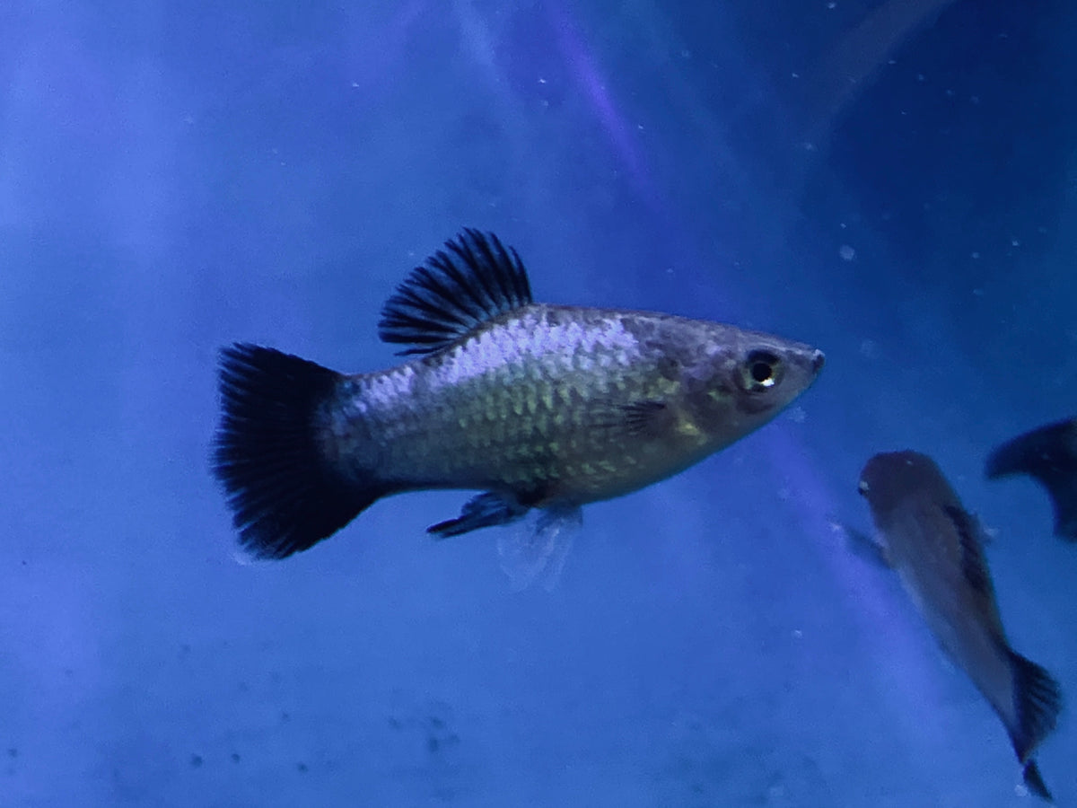 Neon Blue Wag Platy – Reeflifeaquariums.com