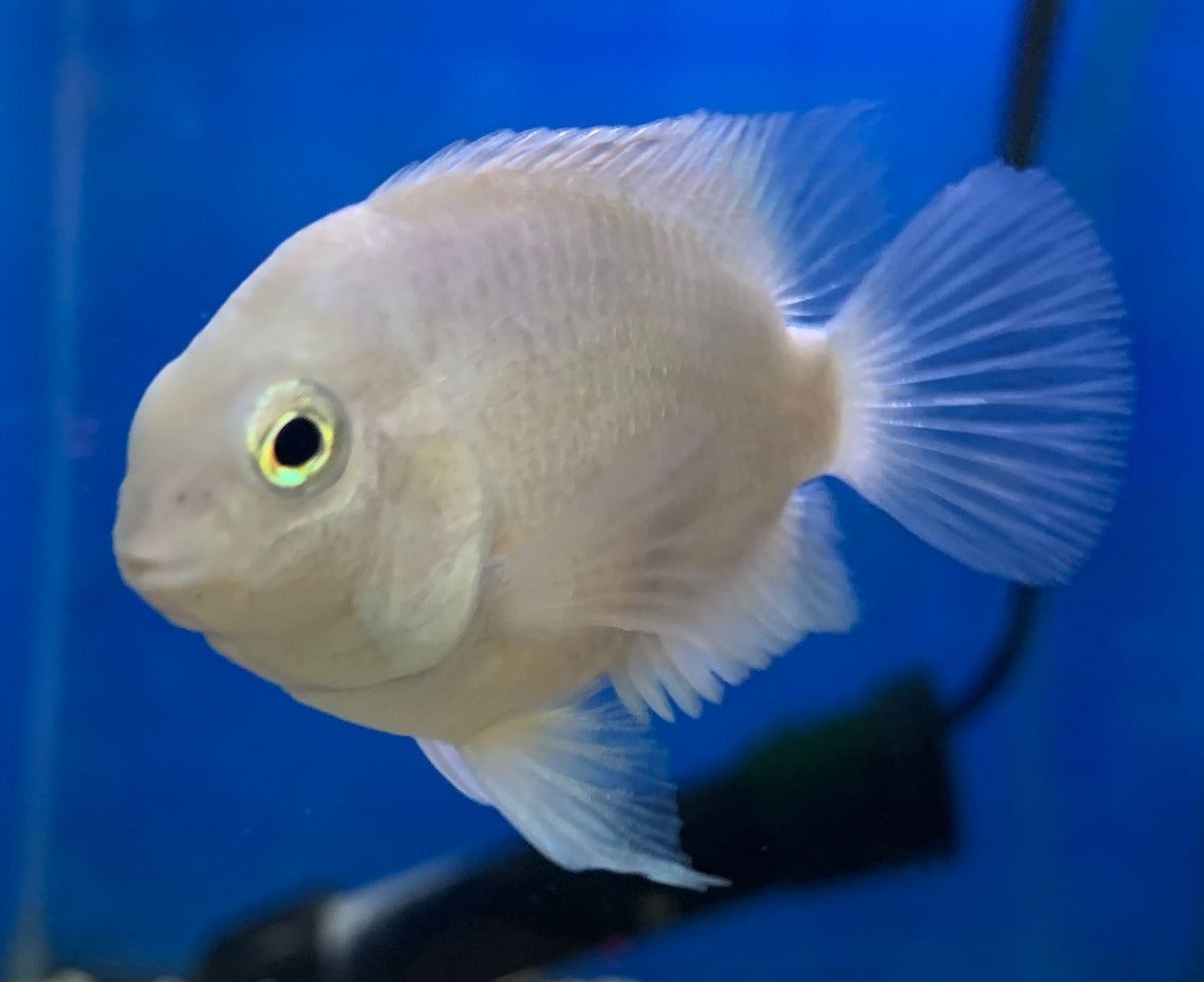 Snow White Parrot Cichlid – Reeflifeaquariums.com