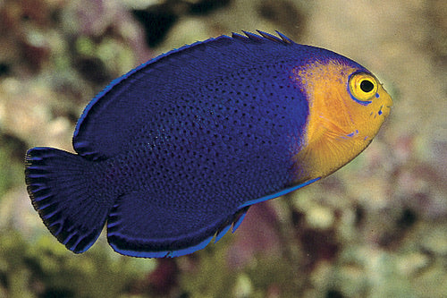 Dwarf Angelfish · Reeflifeaquariums.com