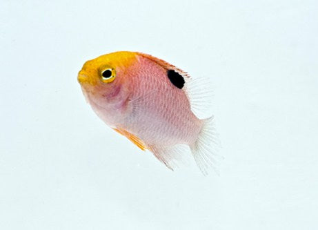 Talbot Damselfish – Reeflifeaquariums.com