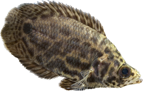 Freshwater Holding – Reeflifeaquariums.com