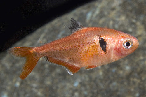 Red Tetra Fish