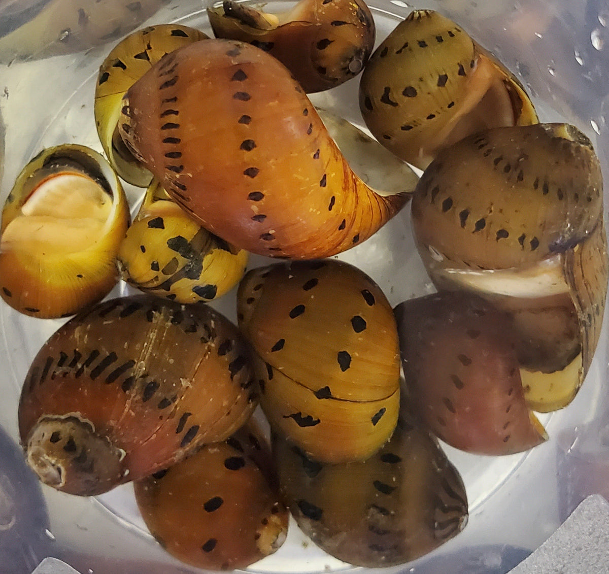 Tiger Nerite Snail – Reeflifeaquariums.com